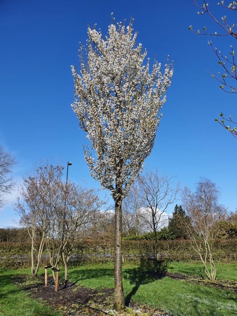 De prunus umineko is een prachtig wit bloeiende sierkers