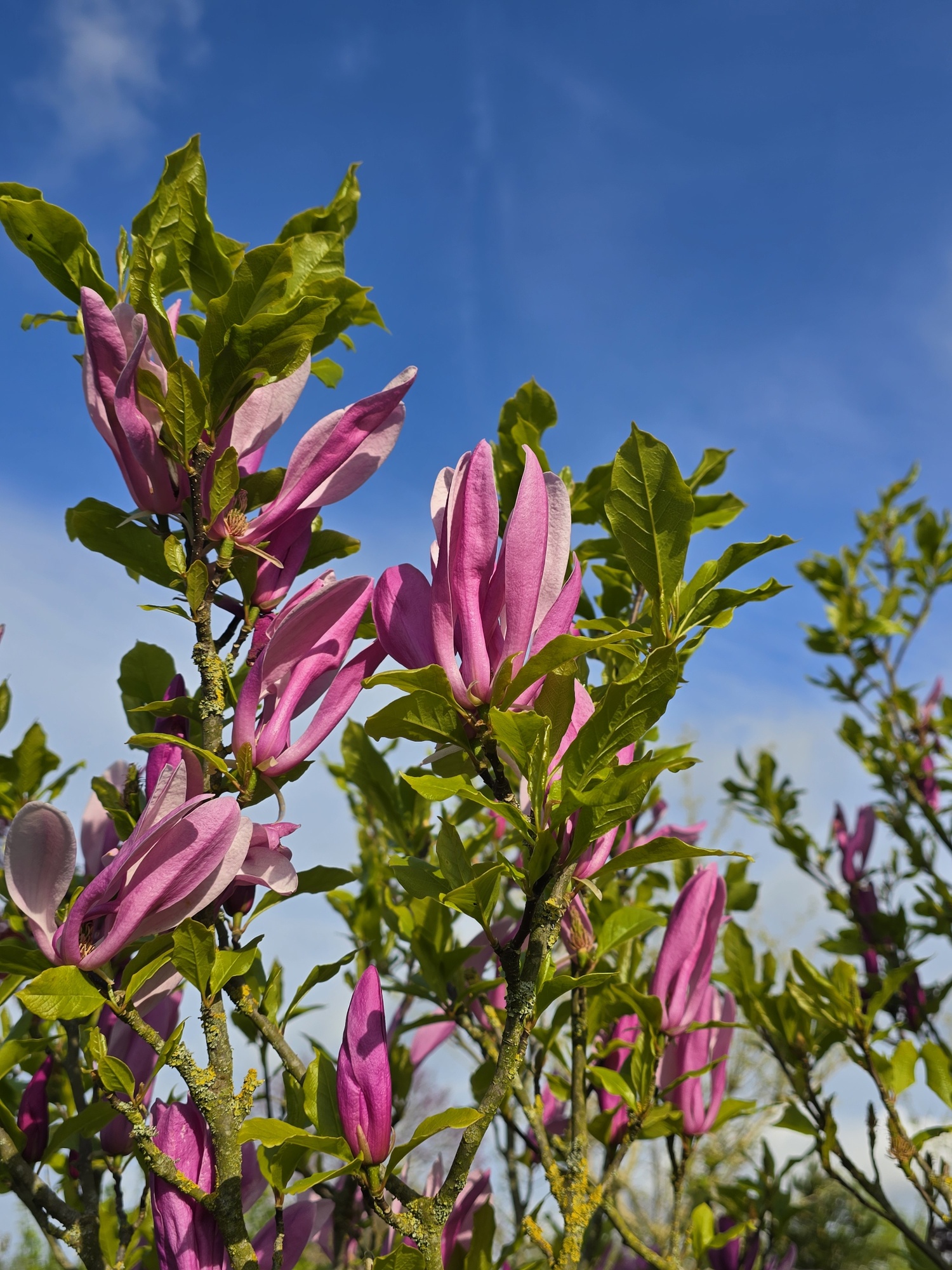 Magnolia Susan ist eine sehr exklusive Art