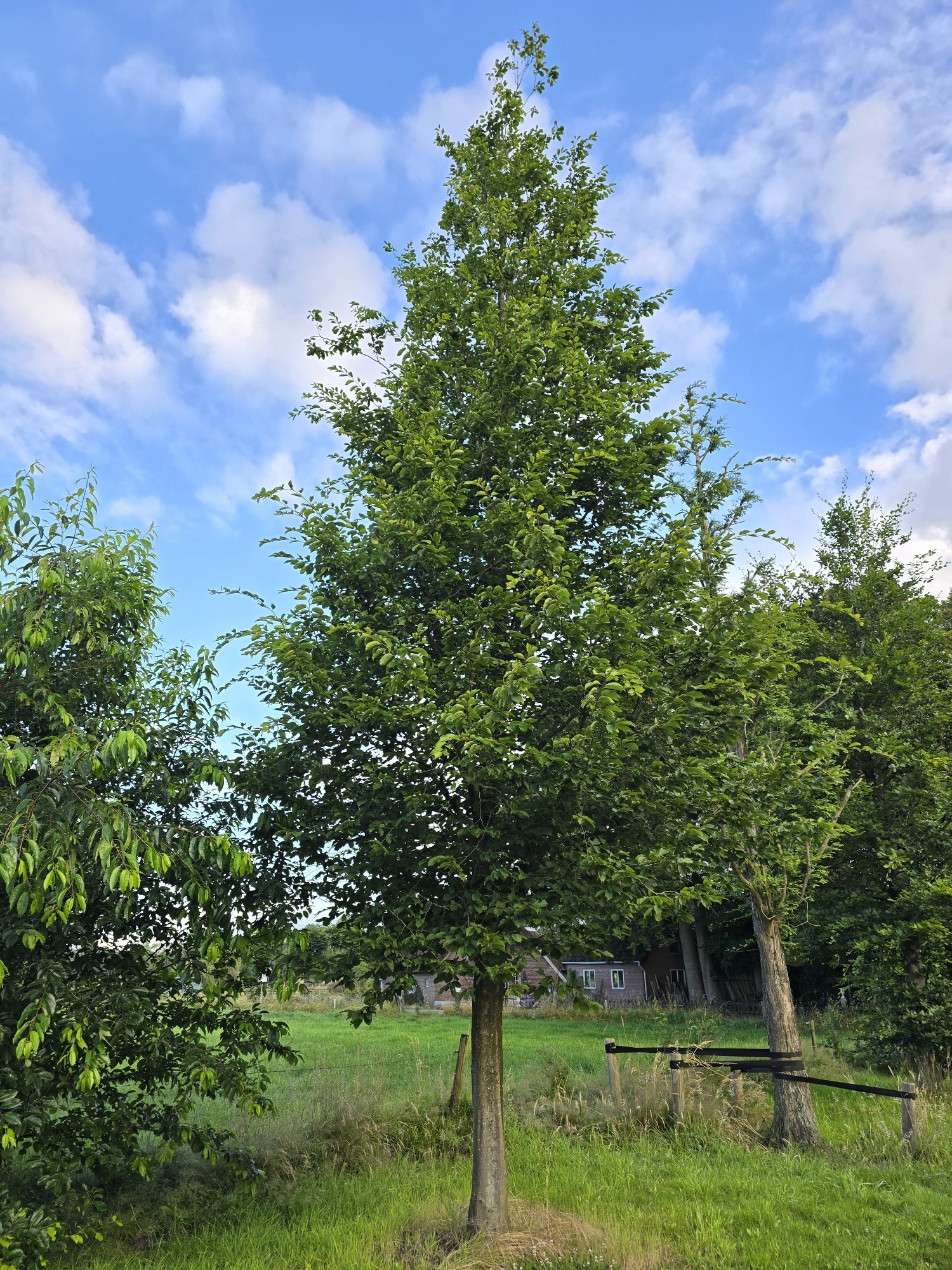 Haagbeuk, Carpinus betulus kopen