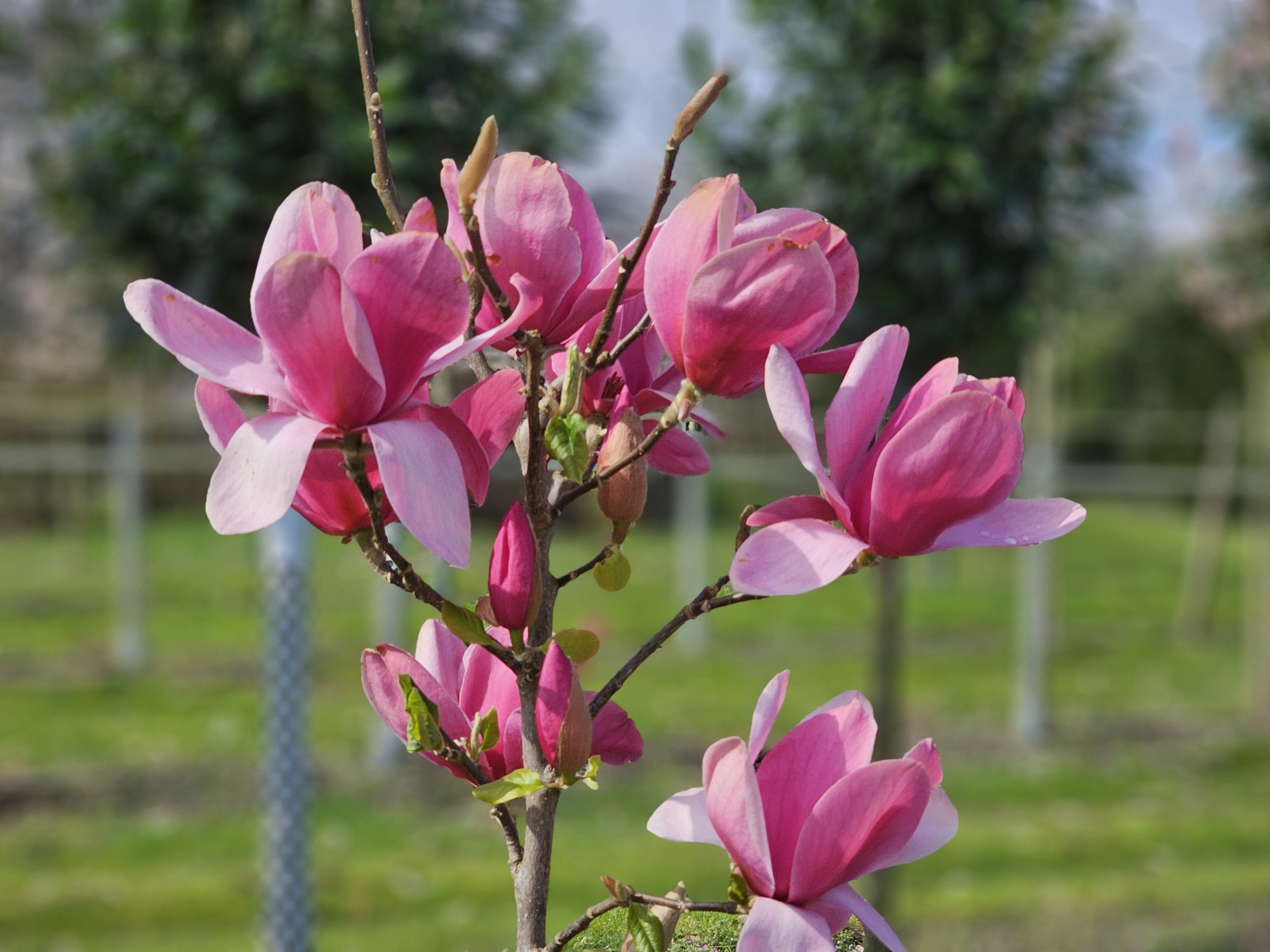 Magnolia 'Emperor', Magnolia 'Emperor' kopen
