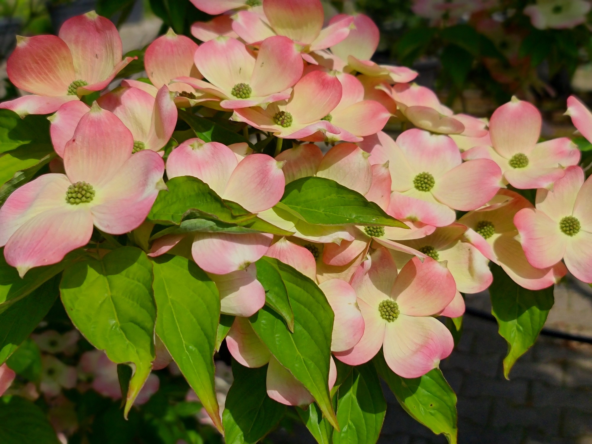 Kornoelje 'Stellar Pink', Cornus 'Stellar Pink' kopen