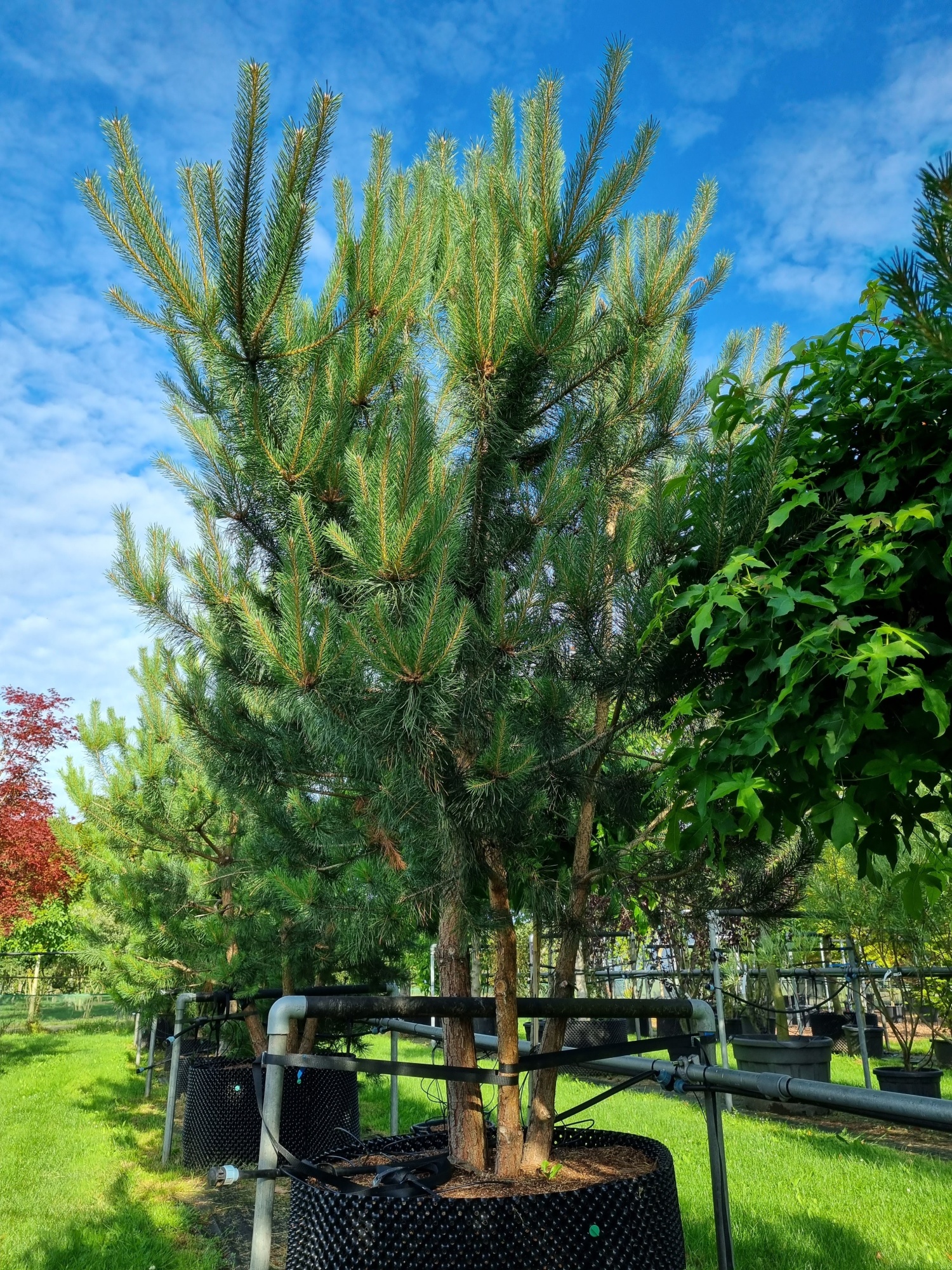 Grove Den, Pinus sylvestris kopen