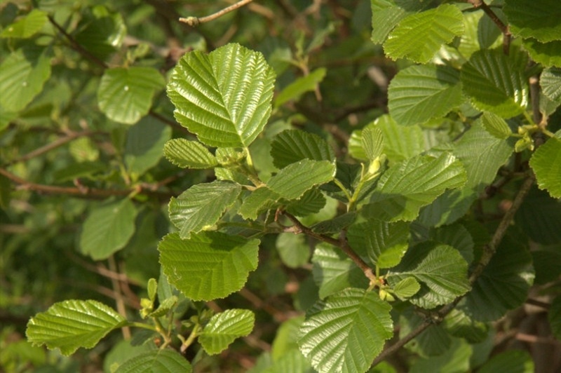 Zwarte Els, Alnus glutinosa kopen