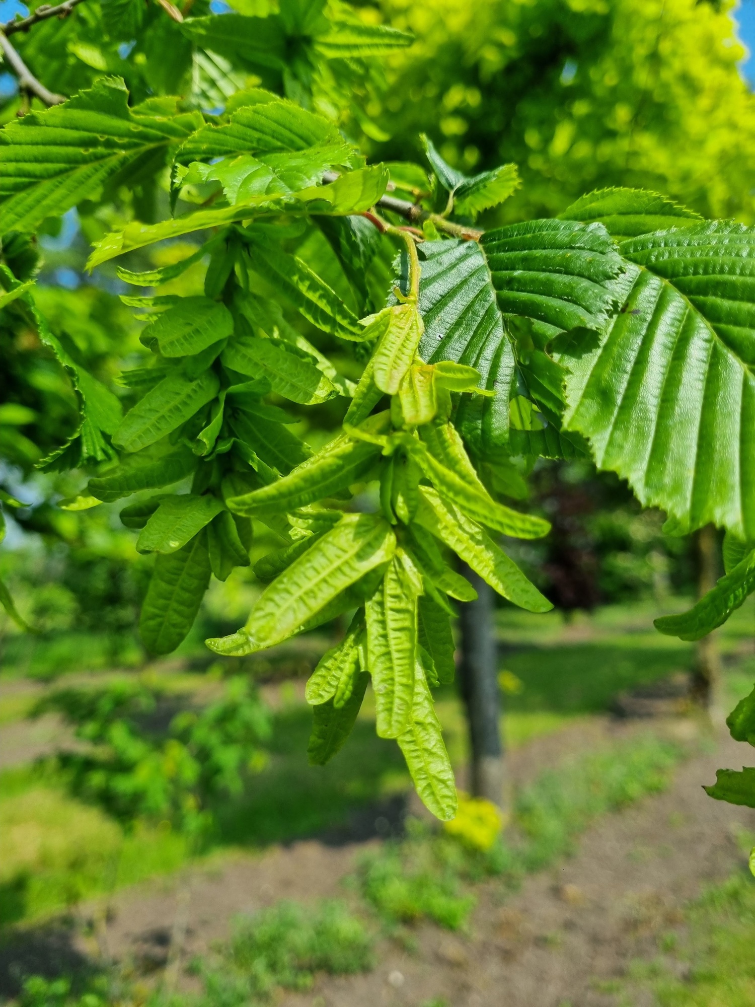 De haagbeuk als een bijzondere boom