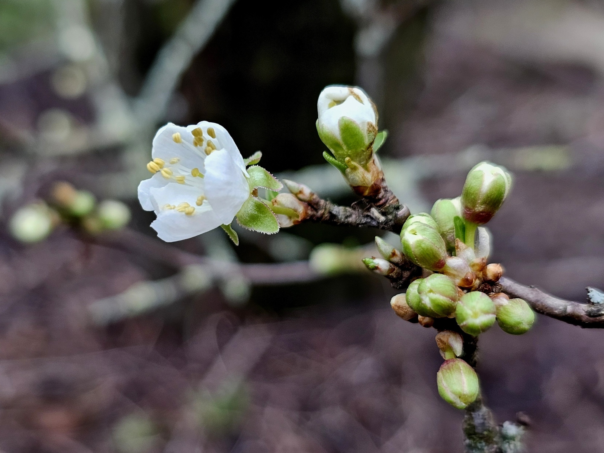 Sleedoorn, Prunus spinosa kopen