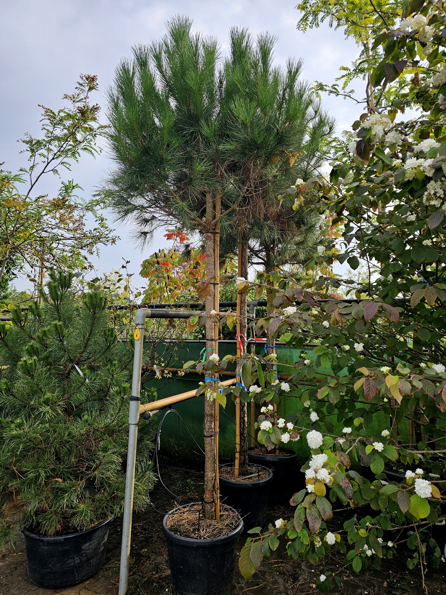 Parasolden, Pinus pinea kopen