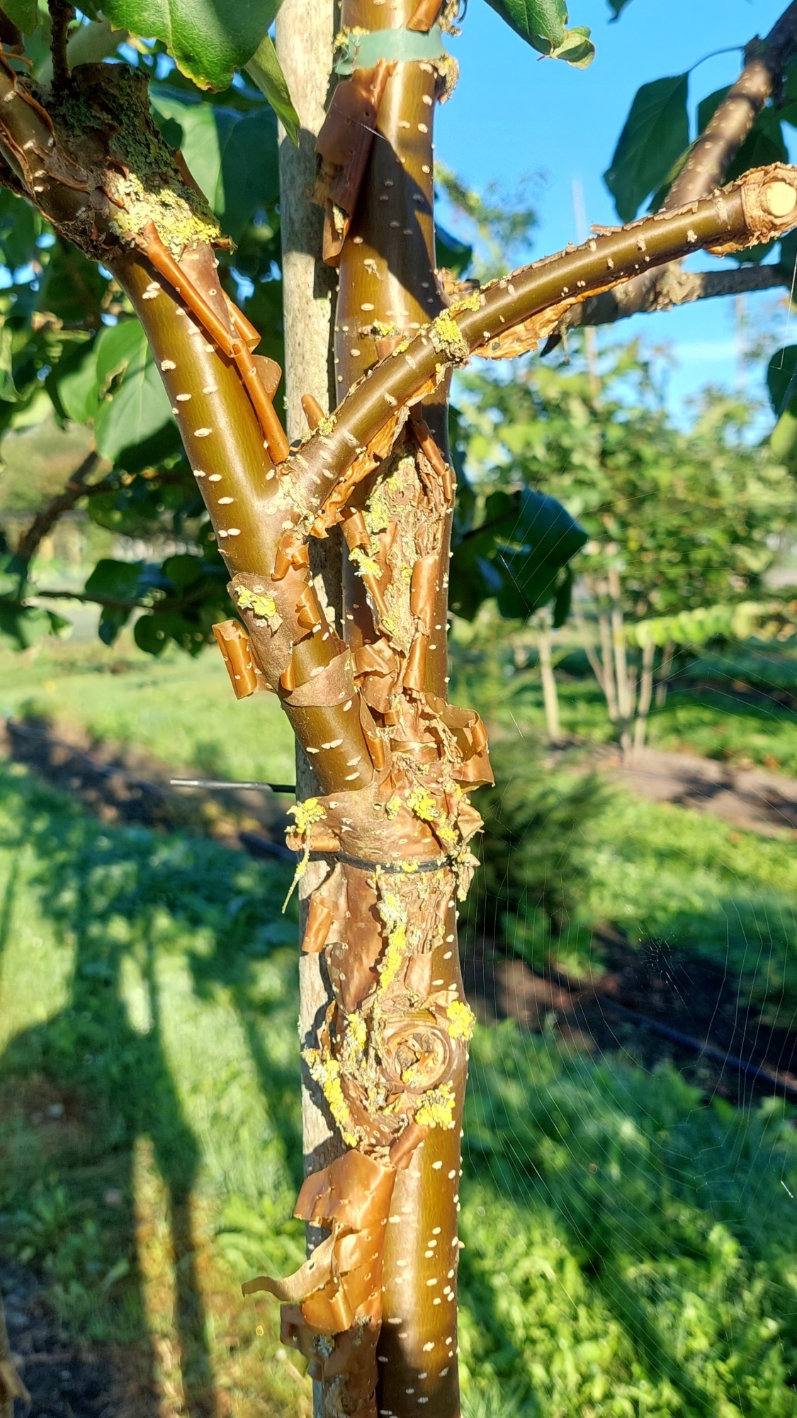 Chinese sering 'China Snow', Syringa pekinensis 'China Snow' kopen