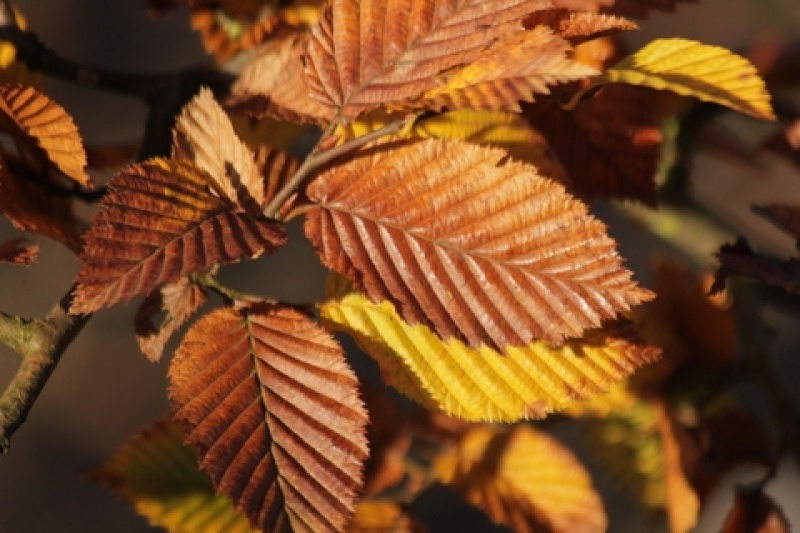Carpinus betulus als bijzondere hoogstam boom