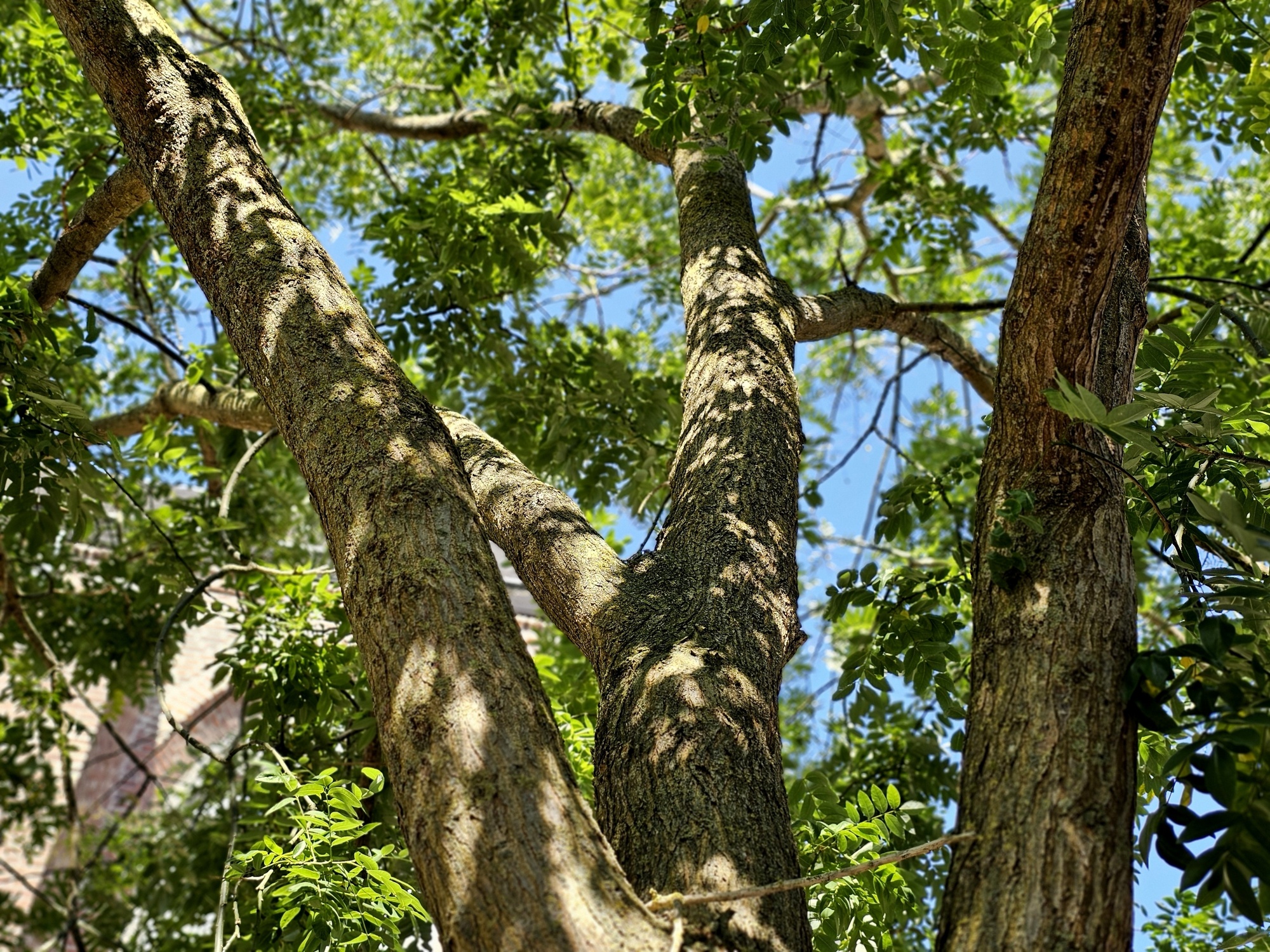 Honingboom, Sophora japonica (Styphnolobium japonicum) kopen
