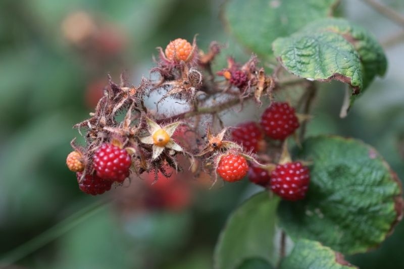 Japanse Wijnbes, Rubus phoenicolasius kopen