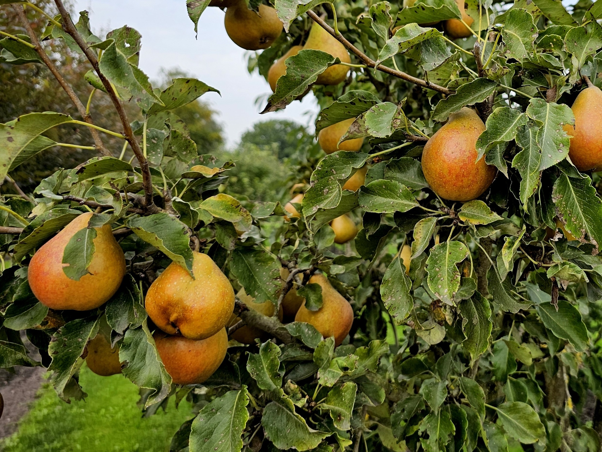 Stoofpeer 'Gieser Wildeman', Pyrus communis 'Gieser Wildeman' kopen