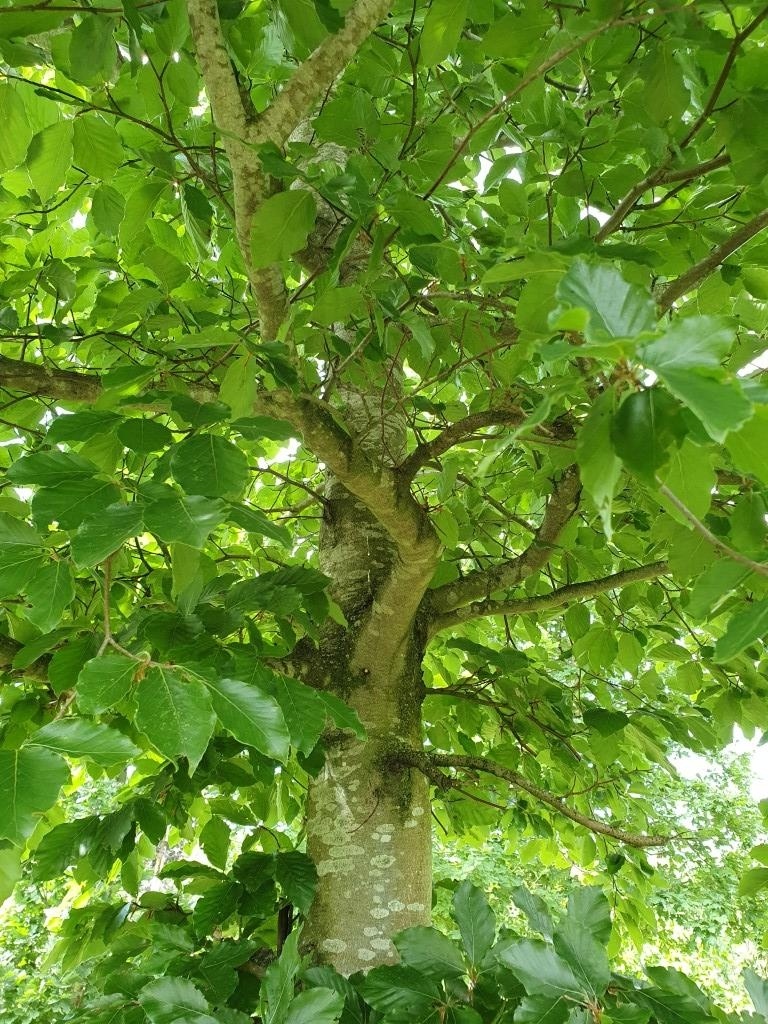 Fagus sylvatica, Rotbuche als besonderer Baum