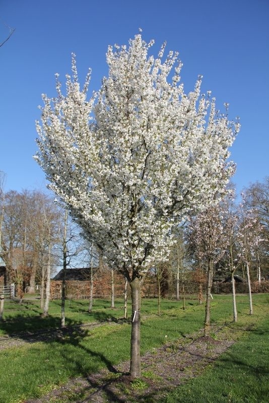 Chinese Kers, Prunus 'Umineko' kopen