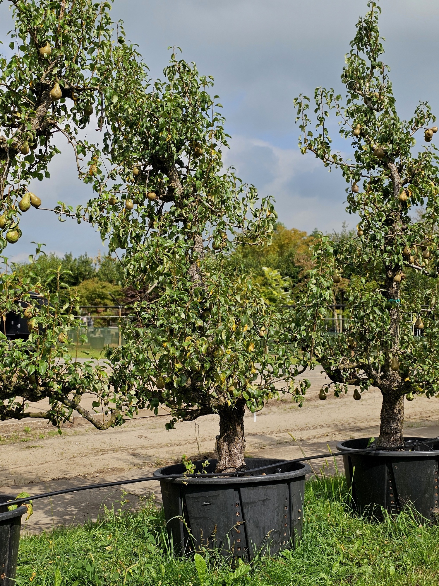 Handpeer 'Conference', Pyrus communis 'Conference' kopen