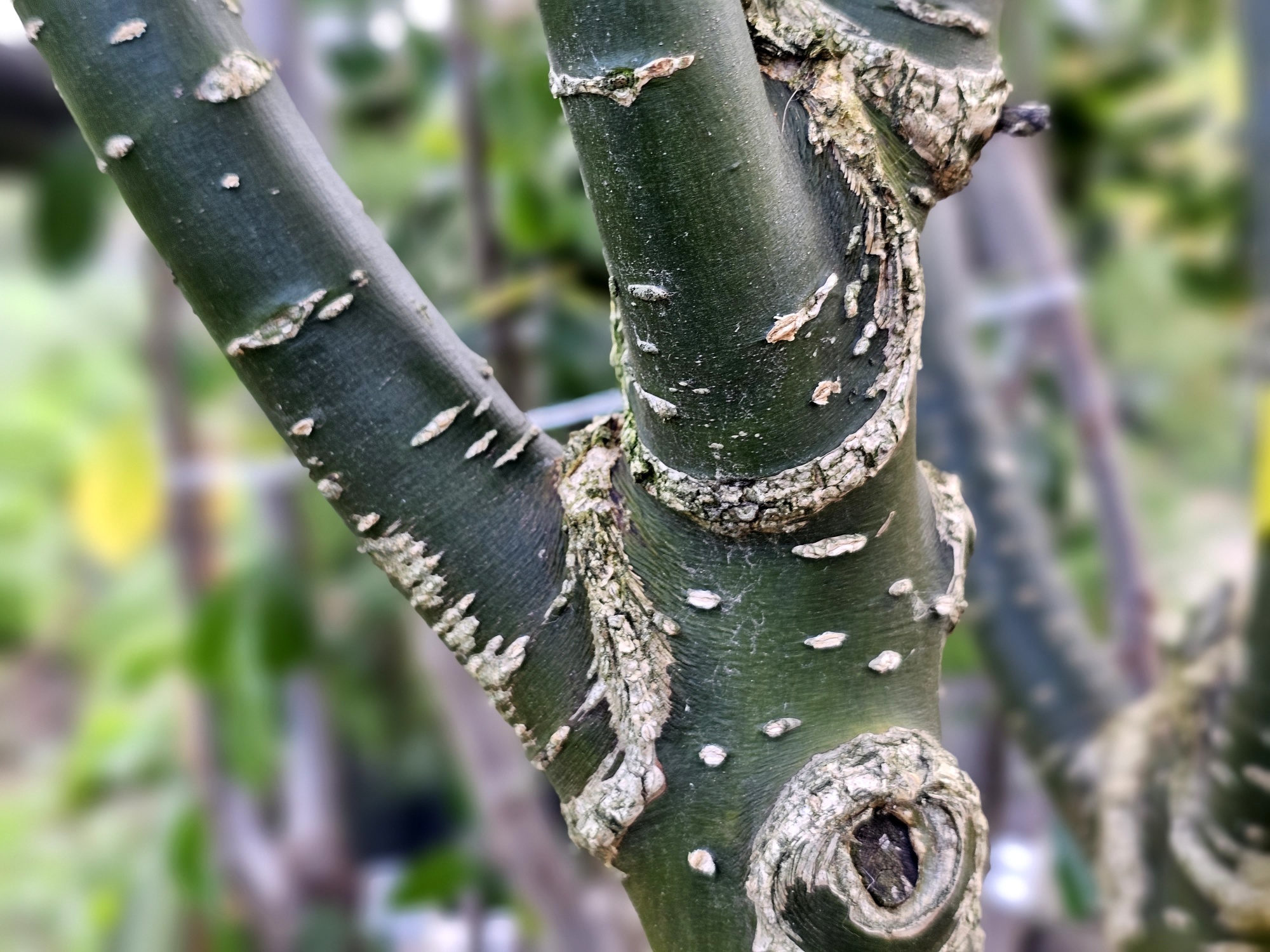 Honingboom, Sophora japonica kopen