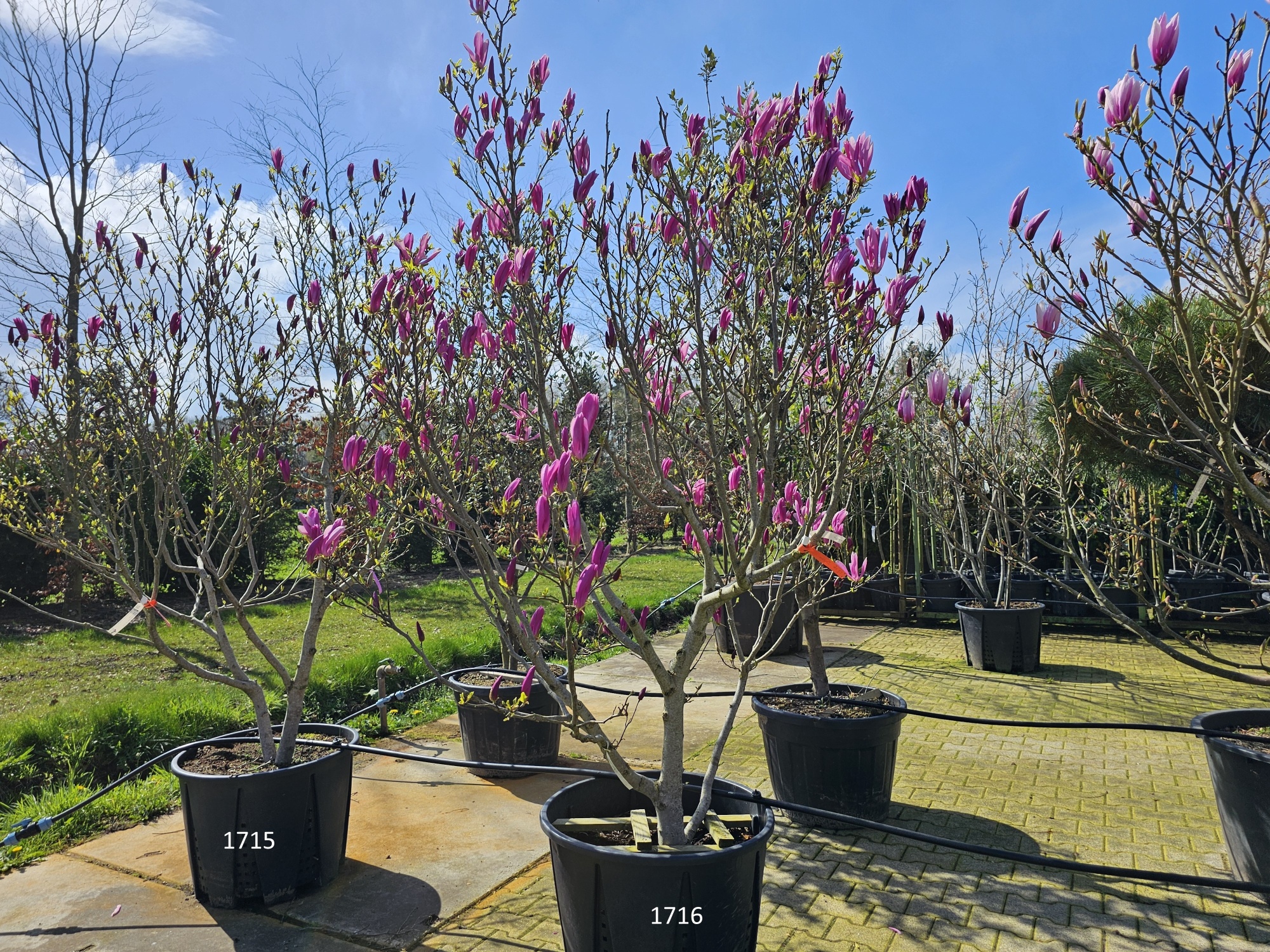 Magnolia susan heeft een purper roze bloeiwijze