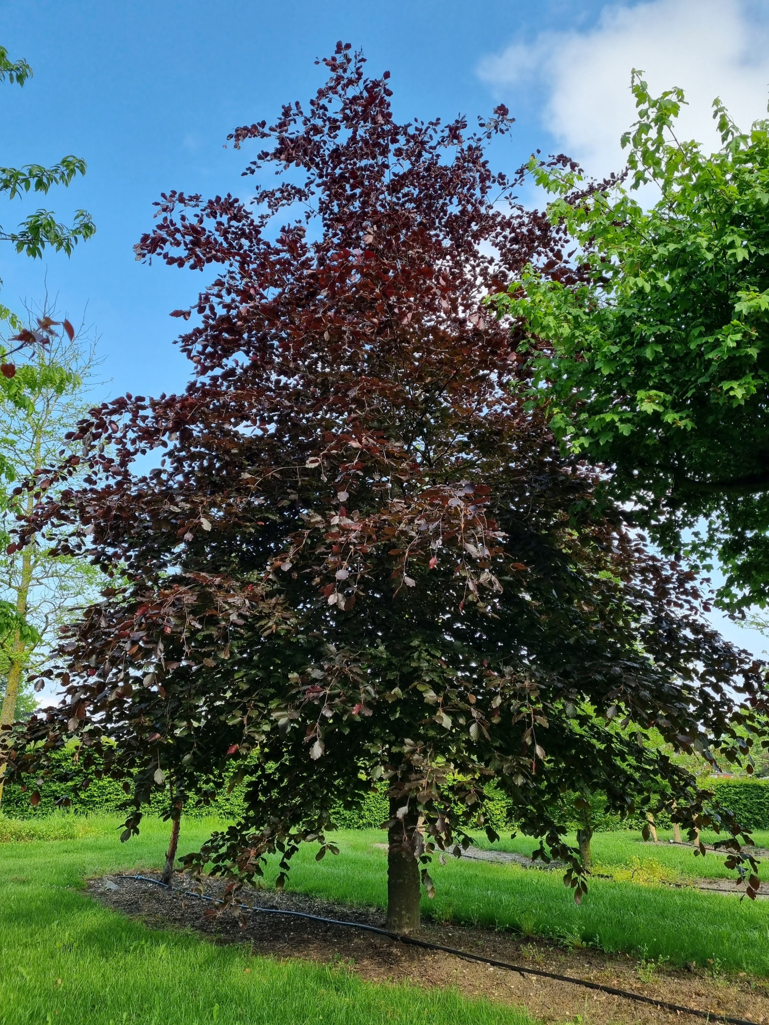 Rode Beuk 'Atropunicea' , Fagus sylvatica 'Atropunicea' kopen