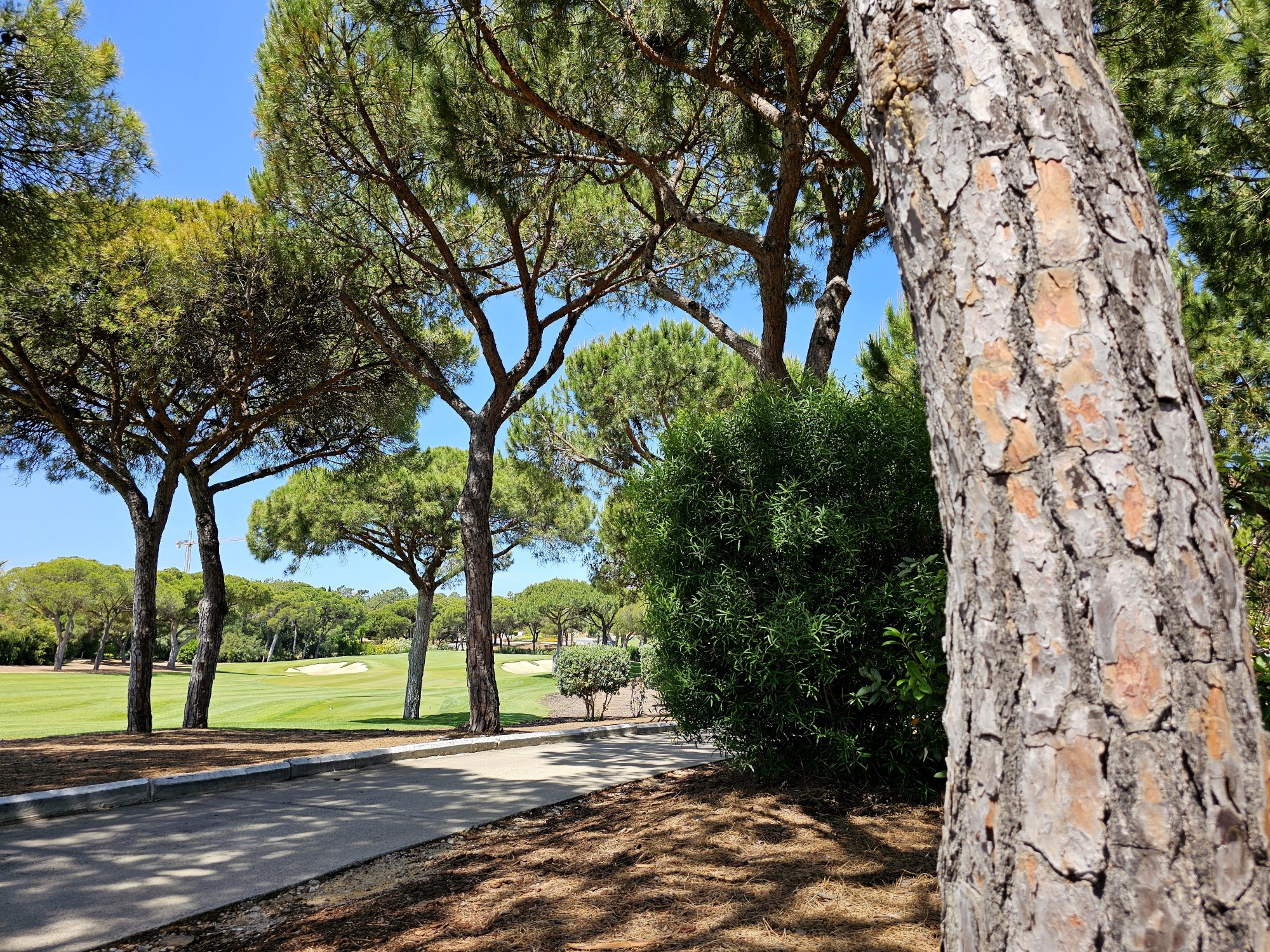 Parasolden, Pinus pinea kopen