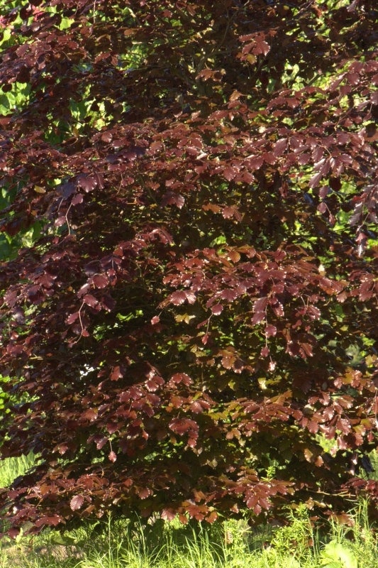 Rode Beuken, Fagus sylvatica 'Atropunicea' kopen