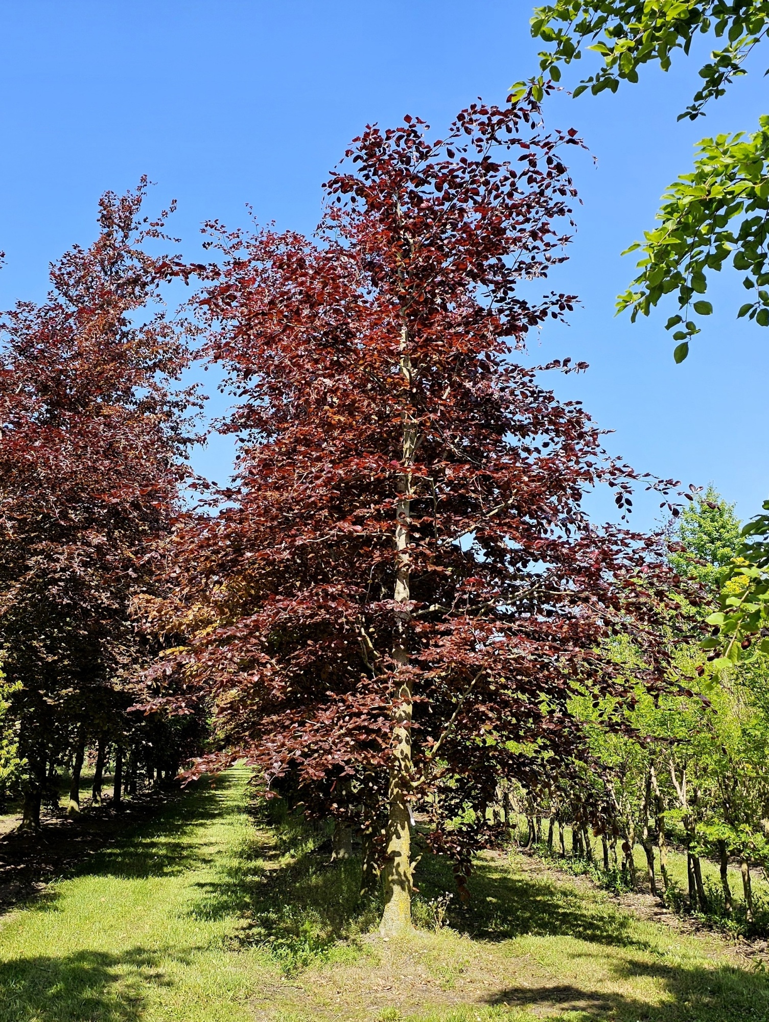 Rode beuk als klimboom, Fagus sylvatica 'Atropunicea' kopen
