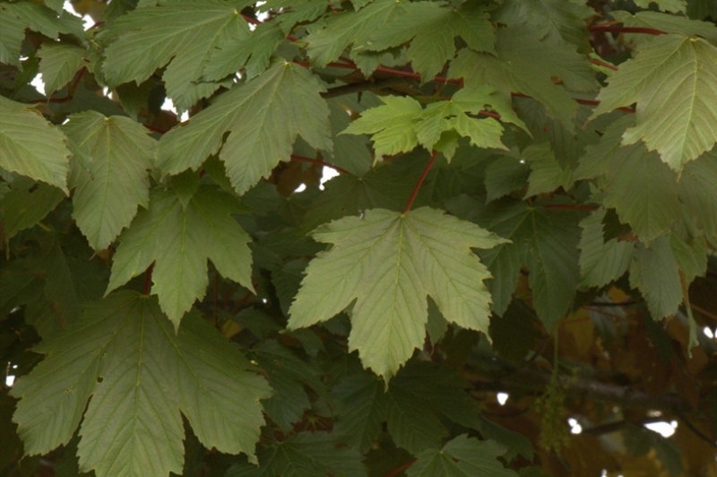 Gewone Rode Esdoorn , Acer pseudoplatanus 'Atropurpureum' kopen