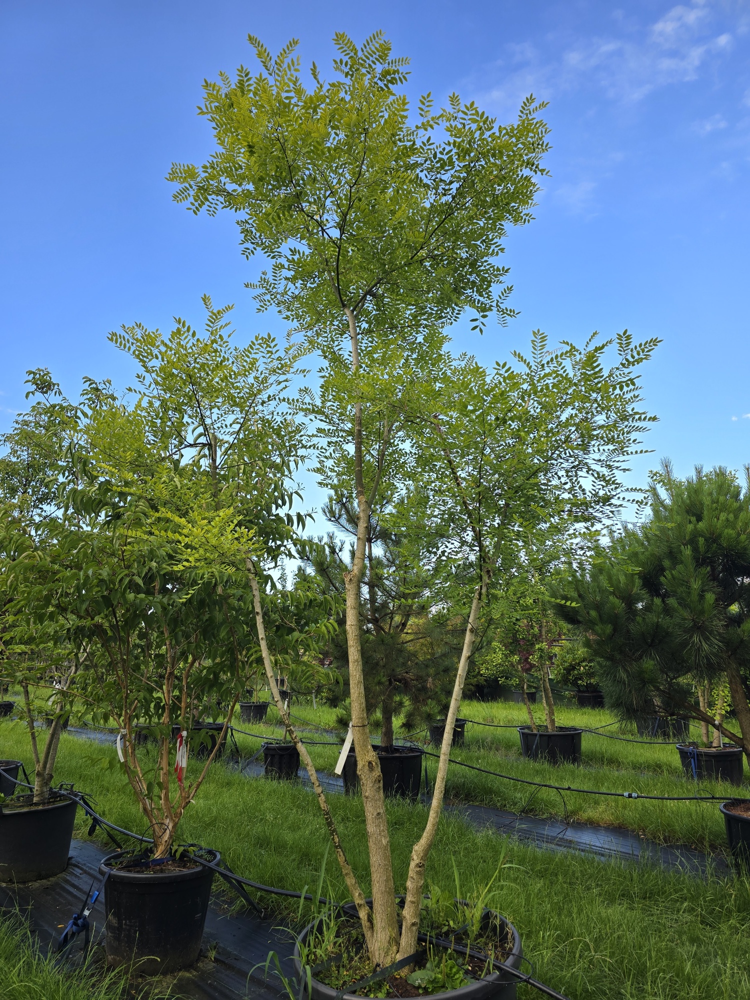 Honingboom, Sophora japonica kopen