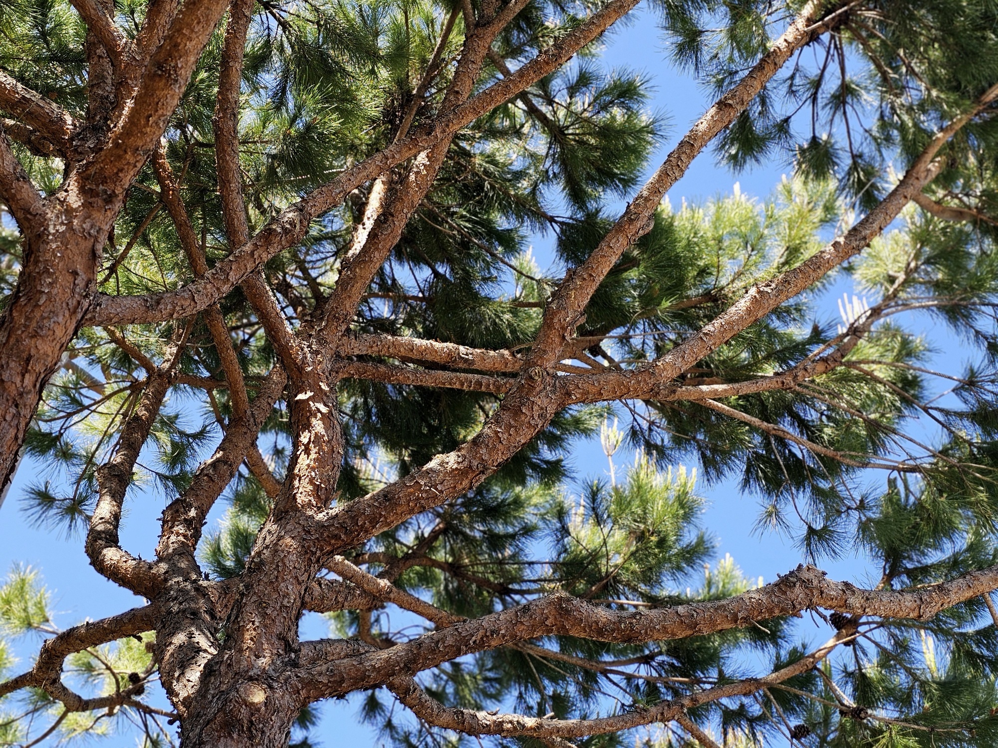Parasolden, Pinus pinea kopen