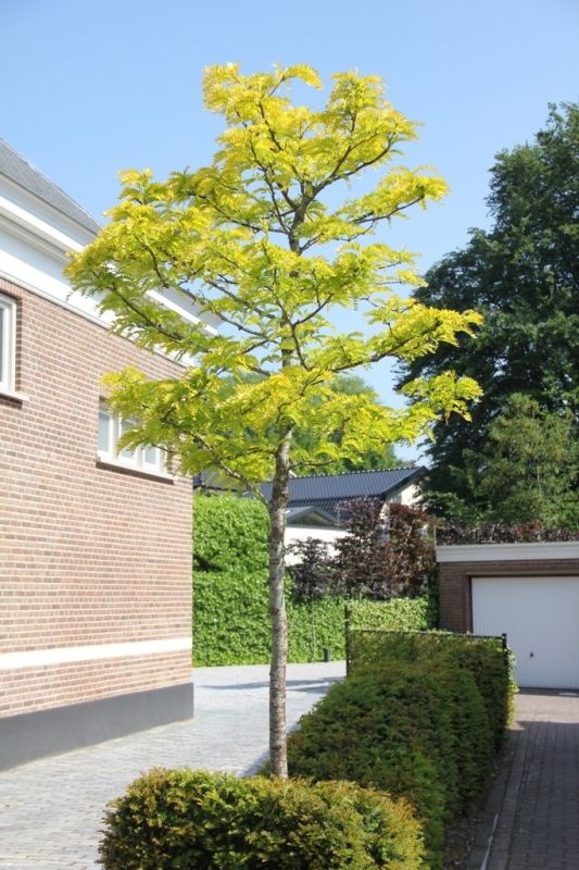 Valse Christusdoorn 'Sunburst', Gleditsia triacanthos 'Sunburst' kopen