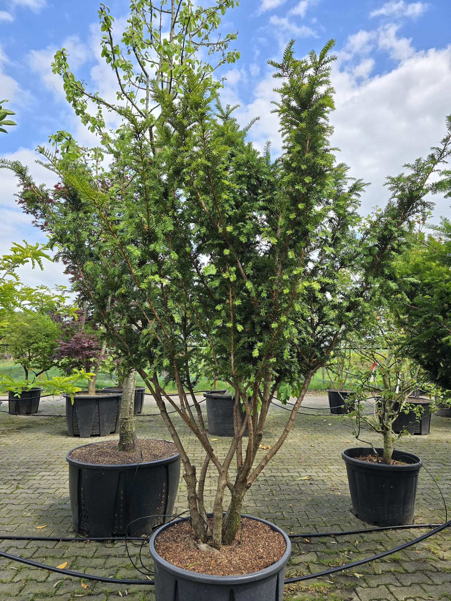 Venijnboom, Taxus baccata kopen