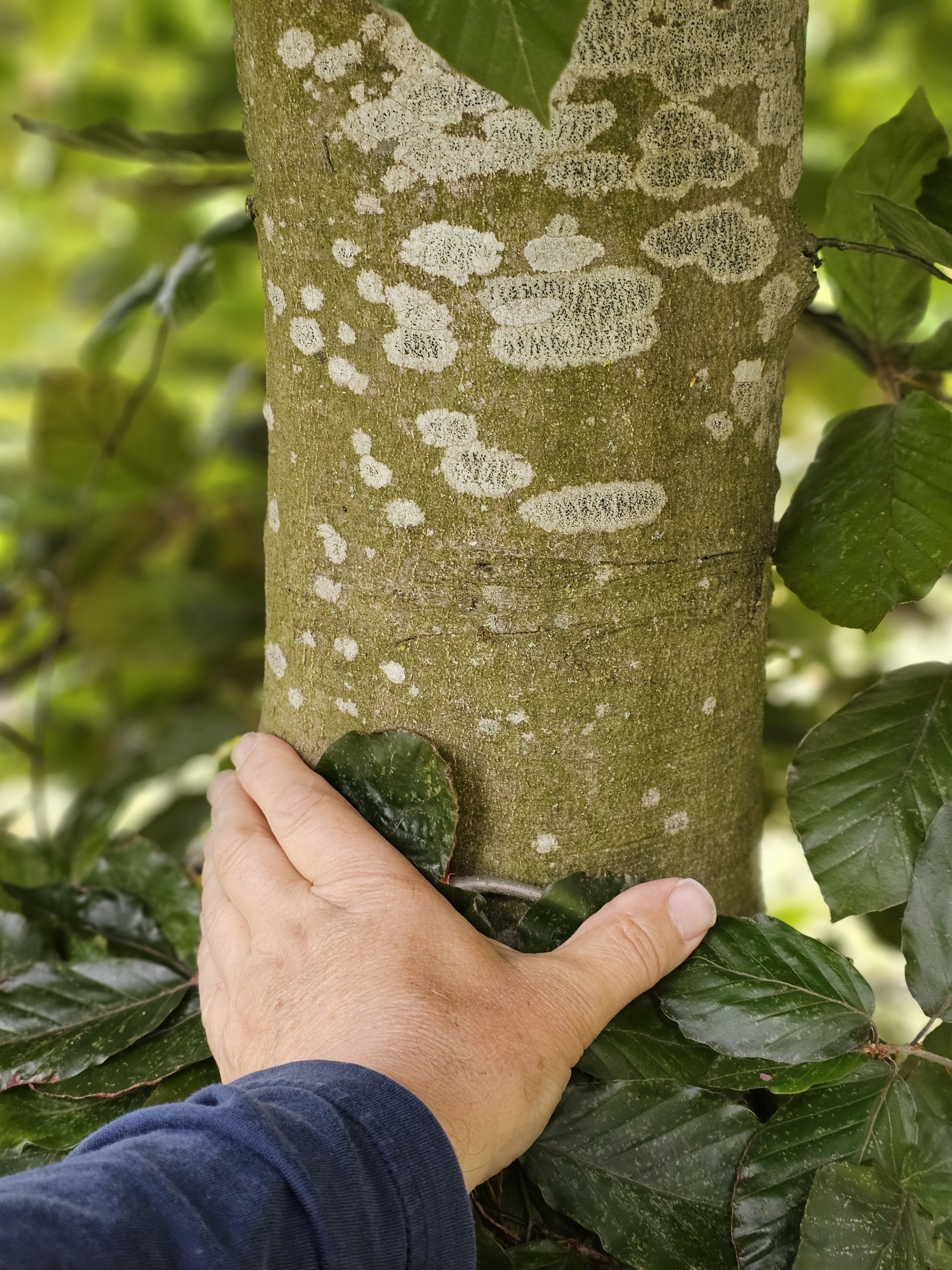 Grote rode beukenboom kopen? | Ten Hoven Bomen
