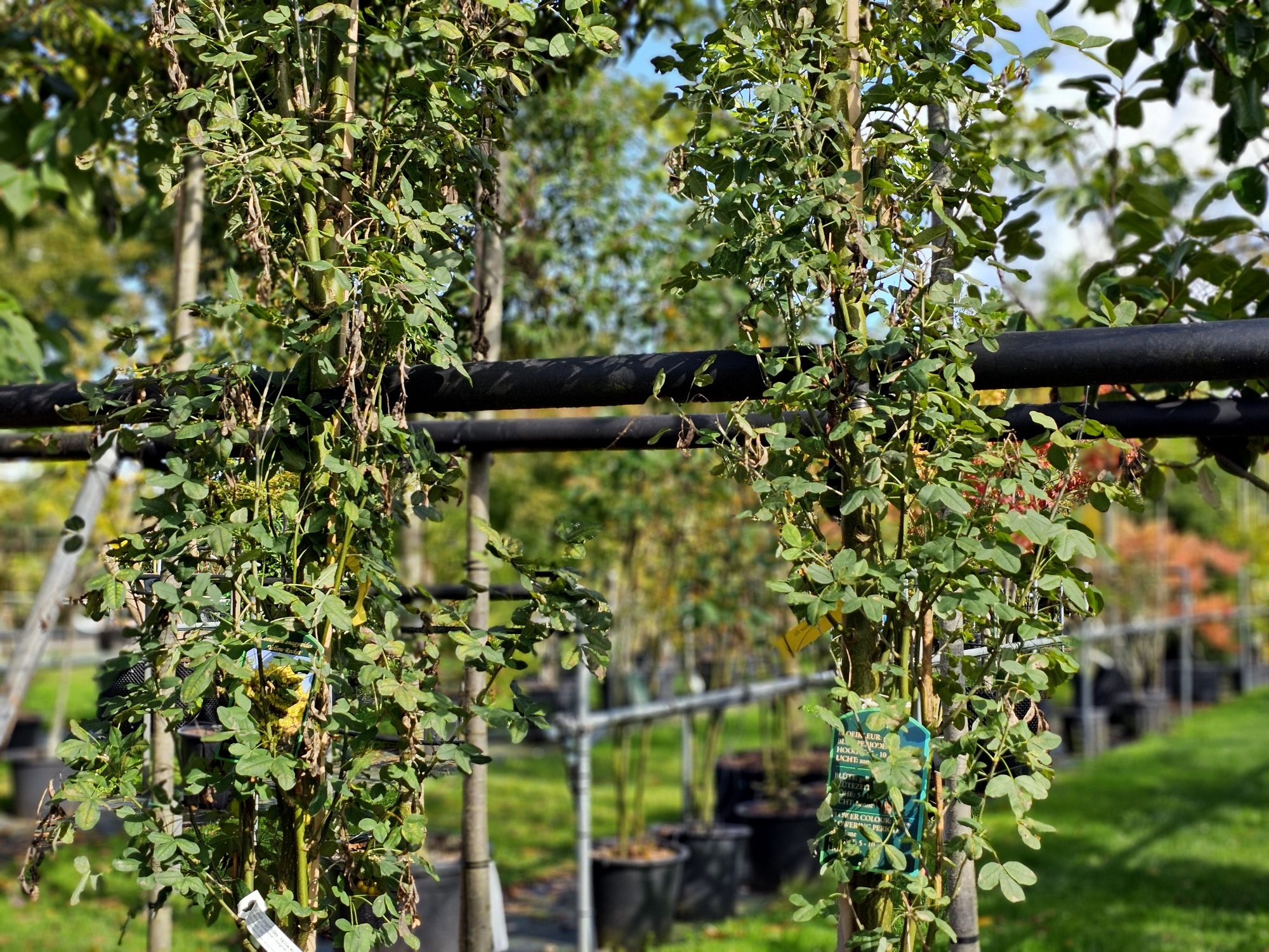 Goudenregen 'Yellow Rocket', Laburnum anagyroides 'Yellow Rocket' kopen