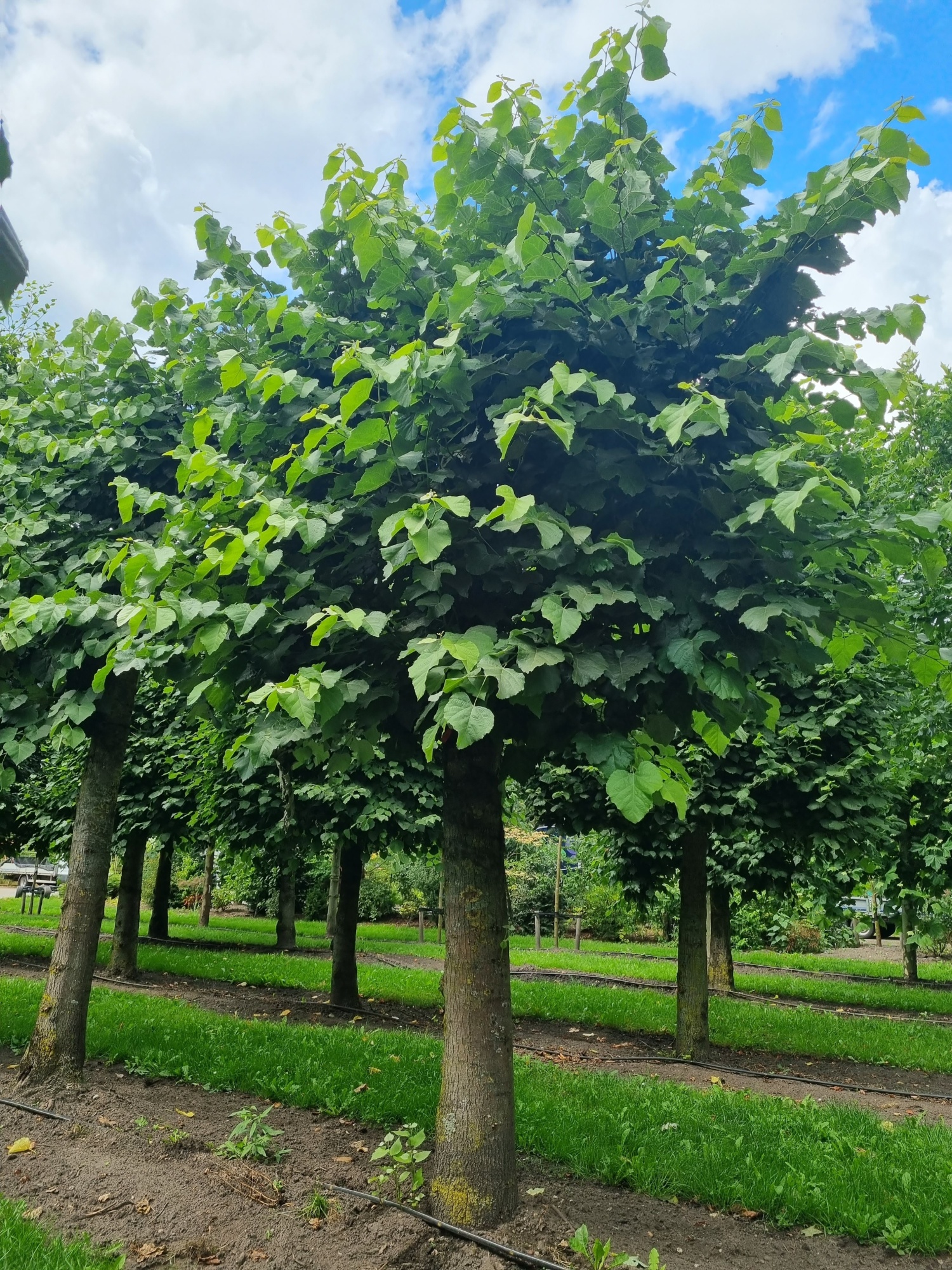 Leilinde, koningslinde, Tilia x europaea 'Pallida' kopen