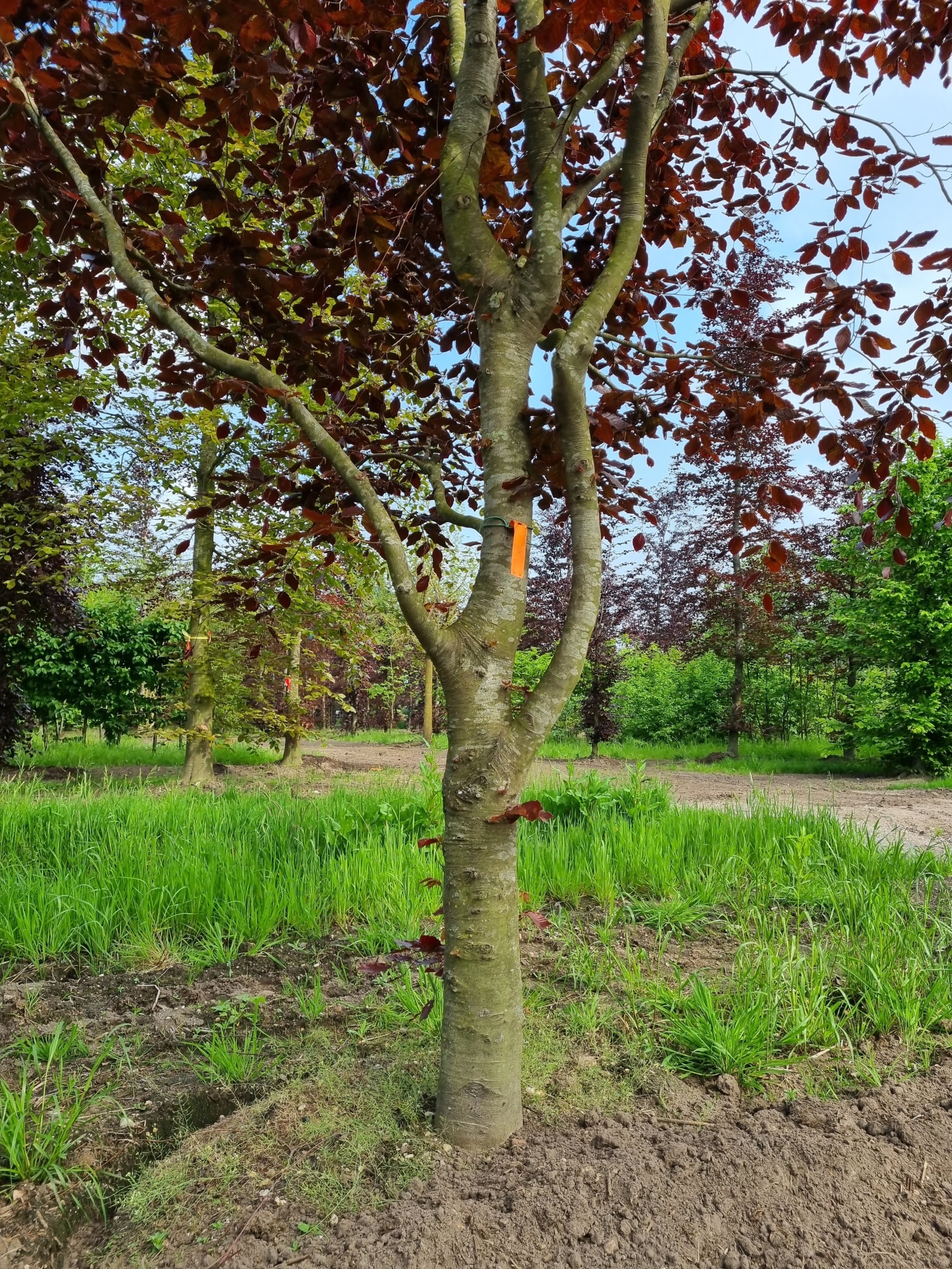 Sierlijke Rode beuk kopen? | Exclusief van Ten Hoven Bomen