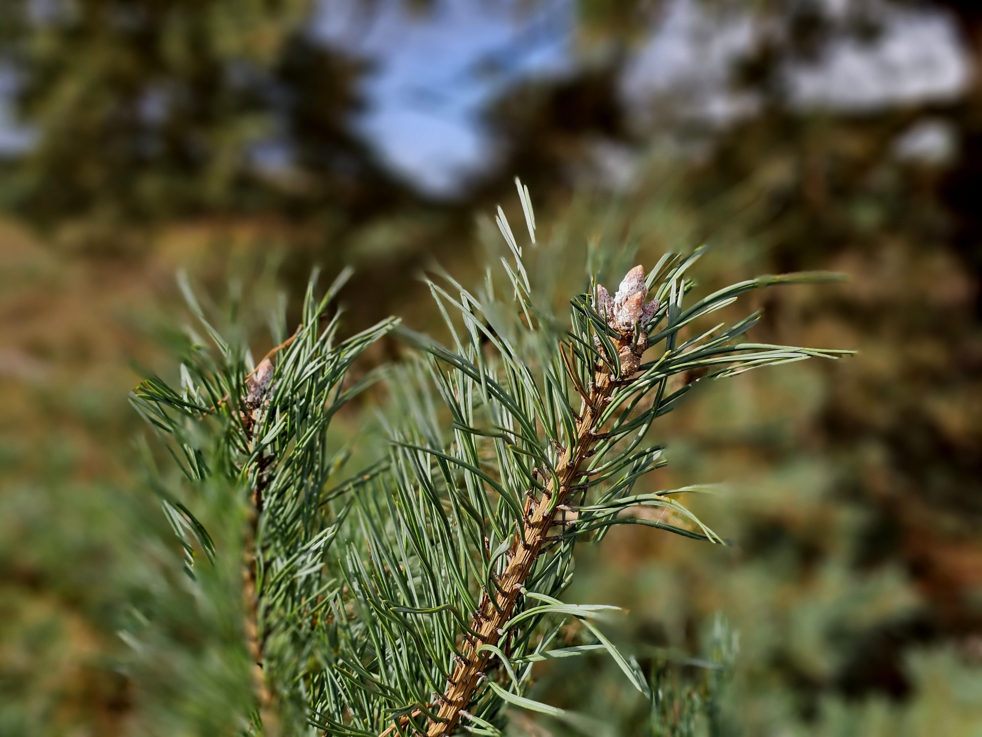 Grove Den, Pinus sylvestris kopen
