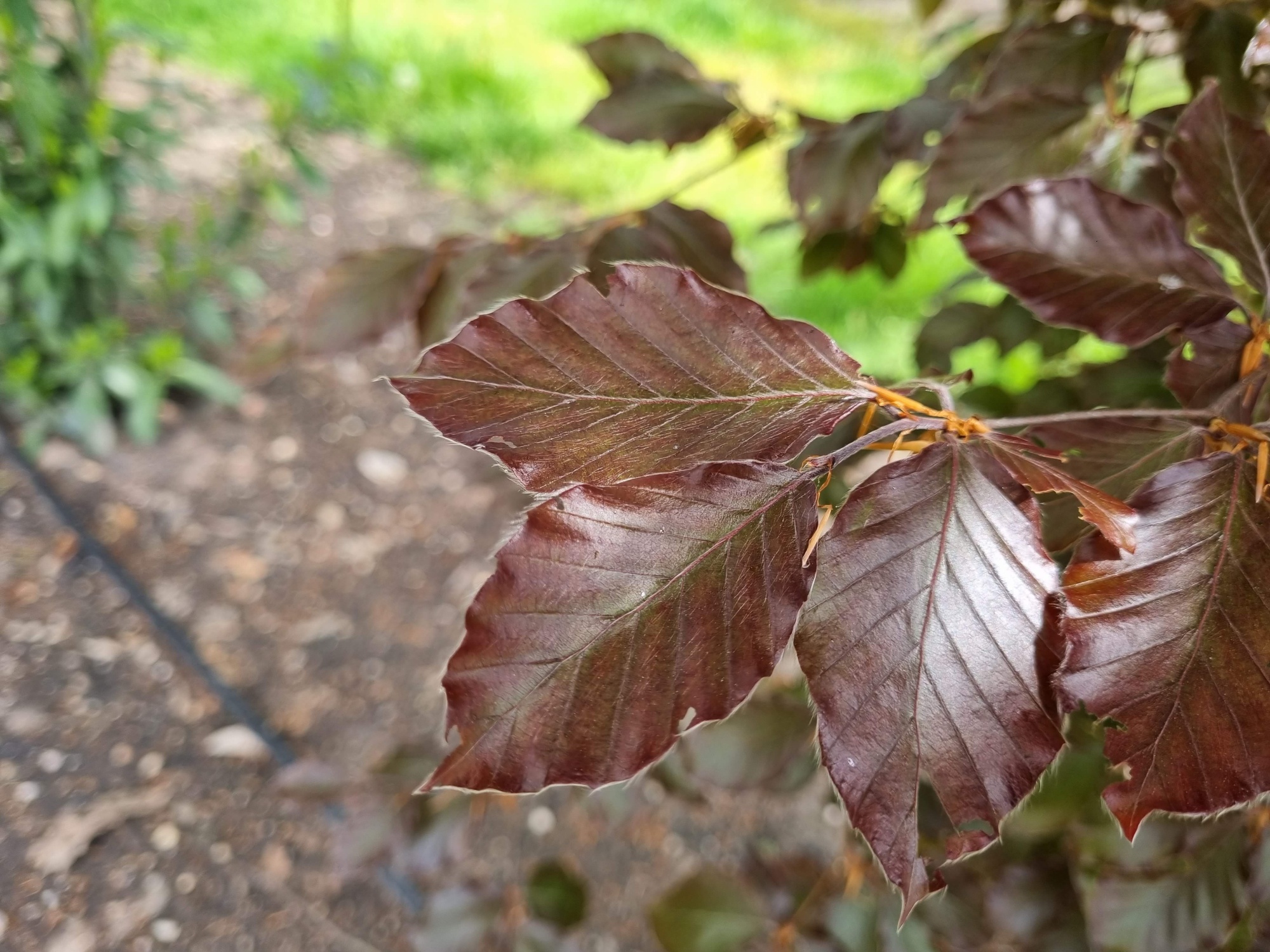 Op zoek naar een volwassen Rode Beuken boom?