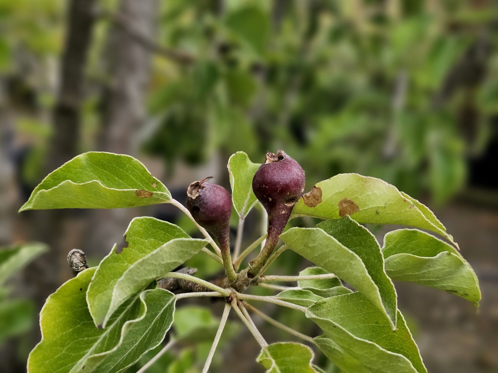 Stoofpeer 'Gieser Wildeman', Pyrus communis 'Gieser Wildeman' kopen