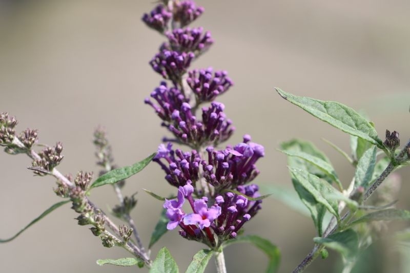 Vlinderstruik 'Buzz Violet', Buddleja davidii 'Buzz Violet' kopen