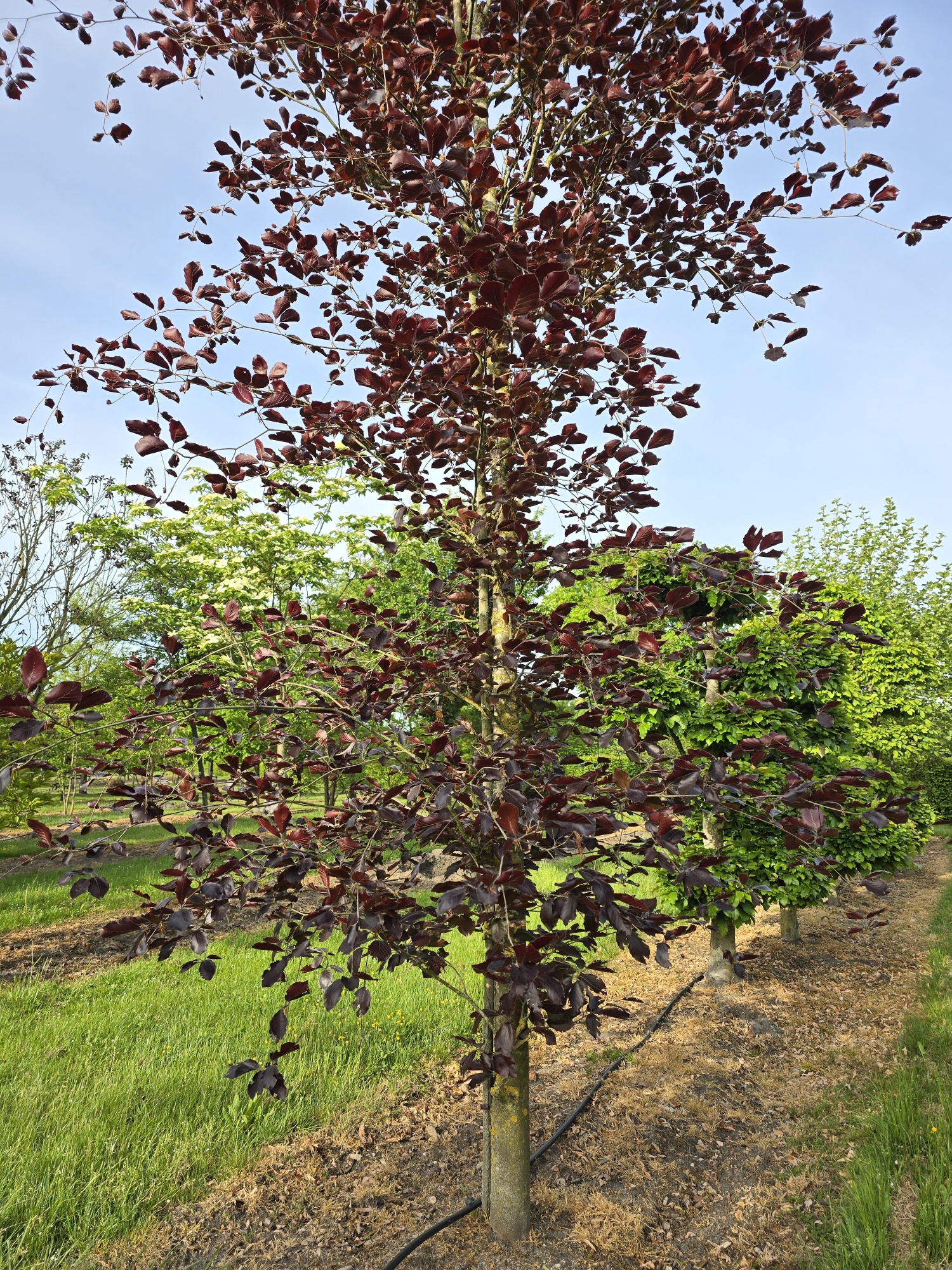 Een bijzondere rode beuk 'Riversii' kopen?