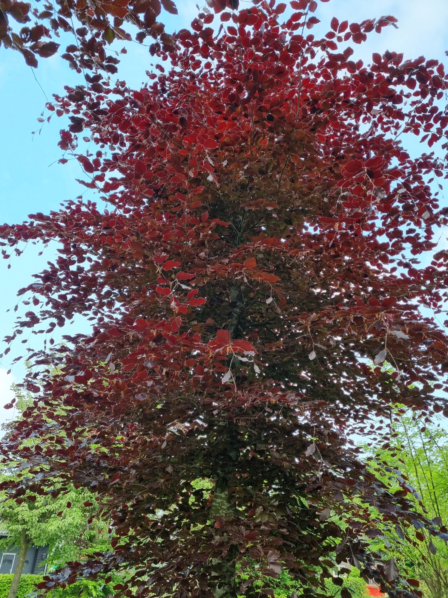 Grote rode beuk kopen? | Ten Hoven Bomen