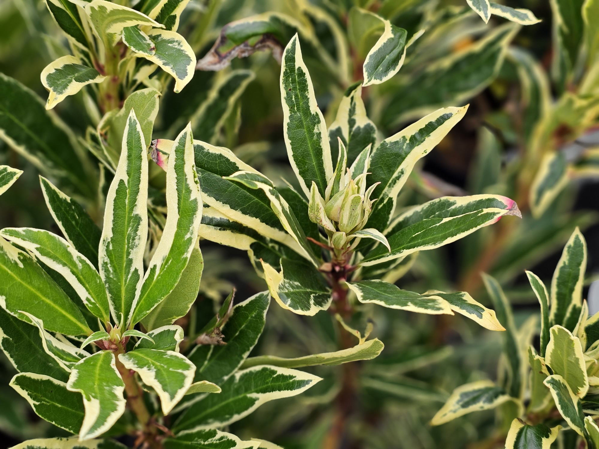 Wilde bontbladige rhododendron, Rhododendron ponticum 'Variegatum' kopen
