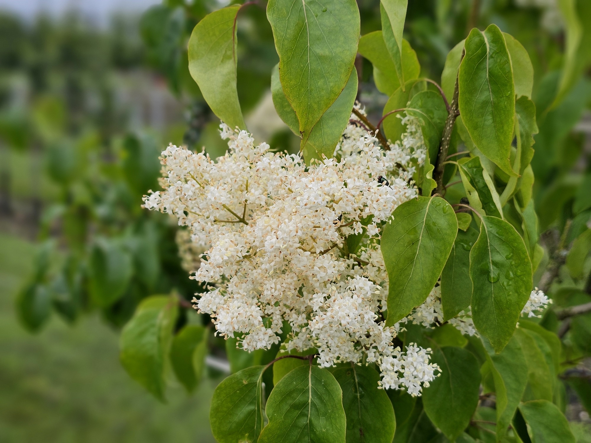 Chinese sering 'China Snow', Syringa pekinensis 'China Snow' kopen