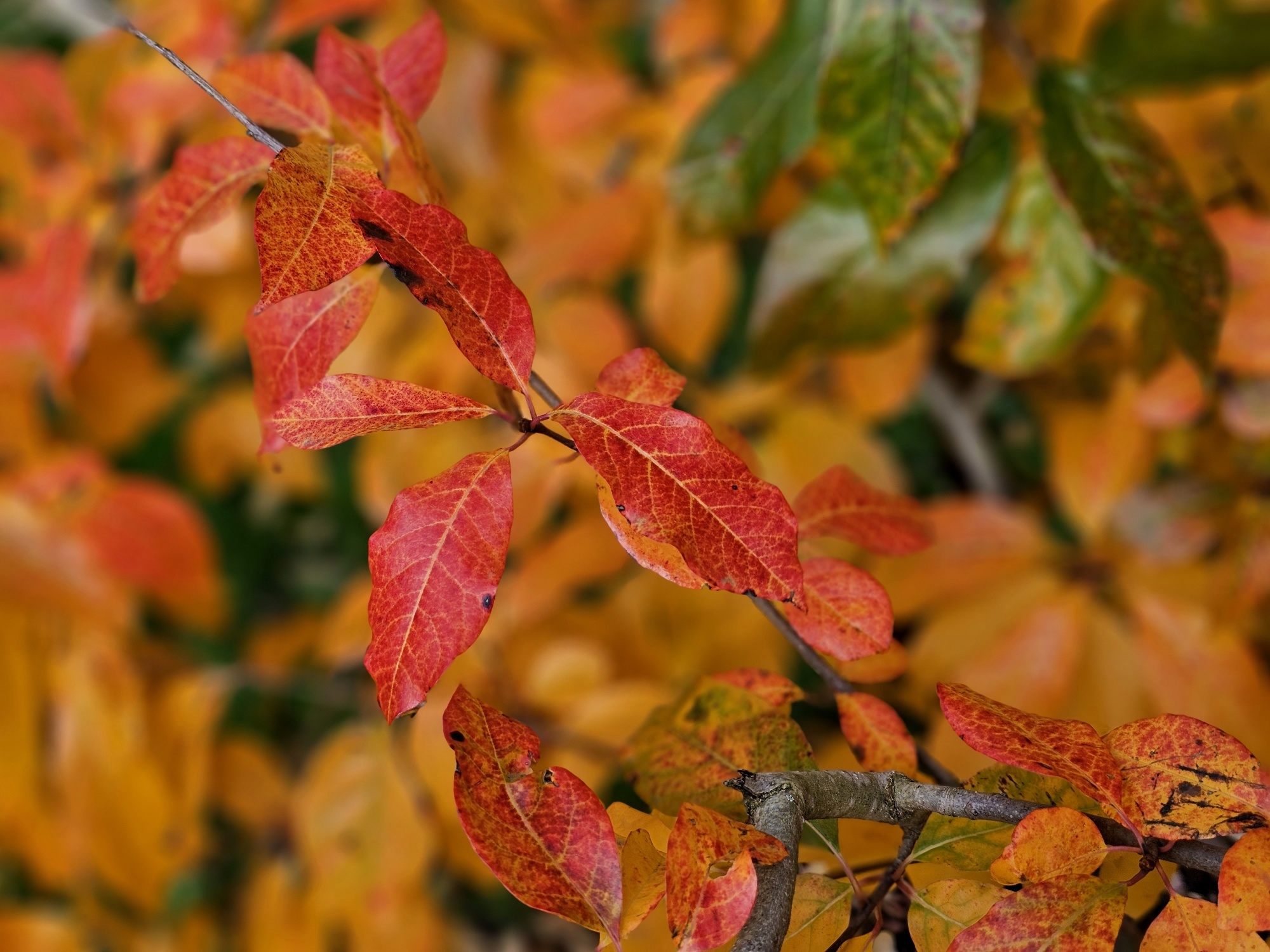 Zwarte tupeloboom, Nyssa sylvatica 'Autumn Cascades' kopen