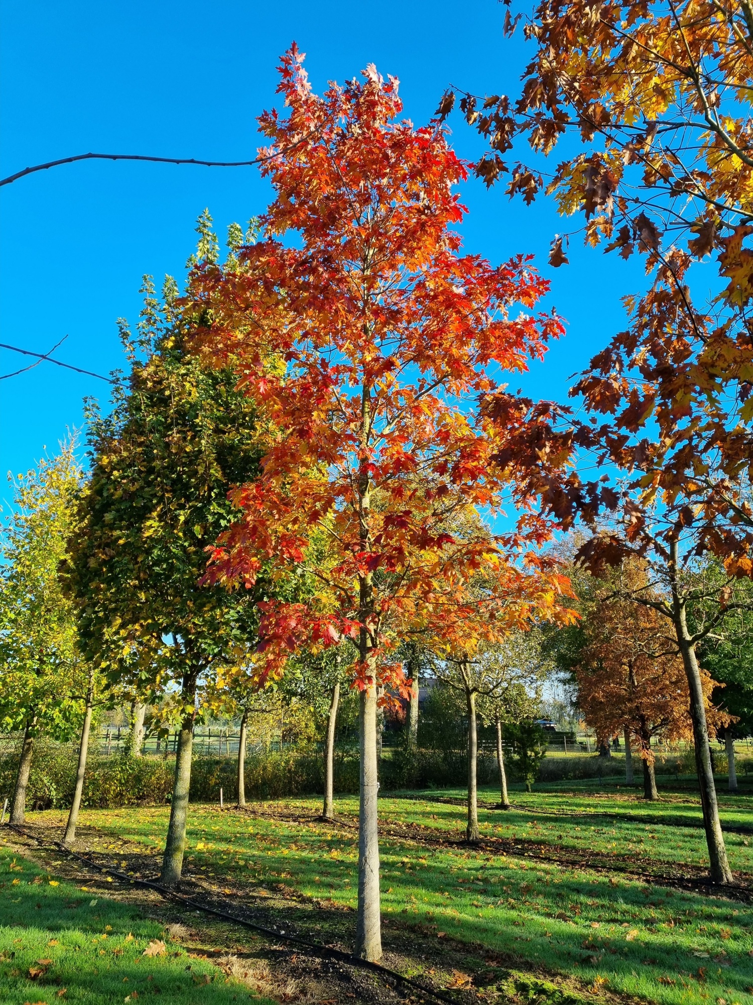 Quercus rubra is een prachtig solitaire boom