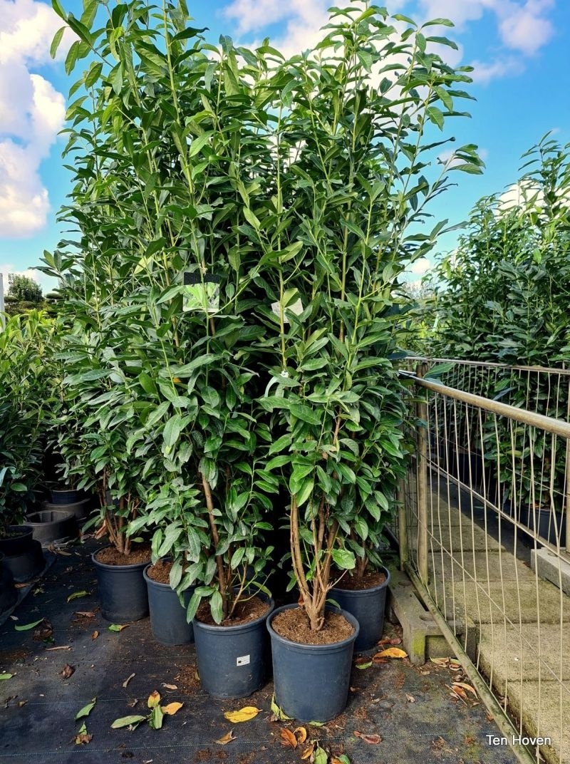 Laurierkers 'Genolia', Prunus laurocerasus 'Genolia' kopen