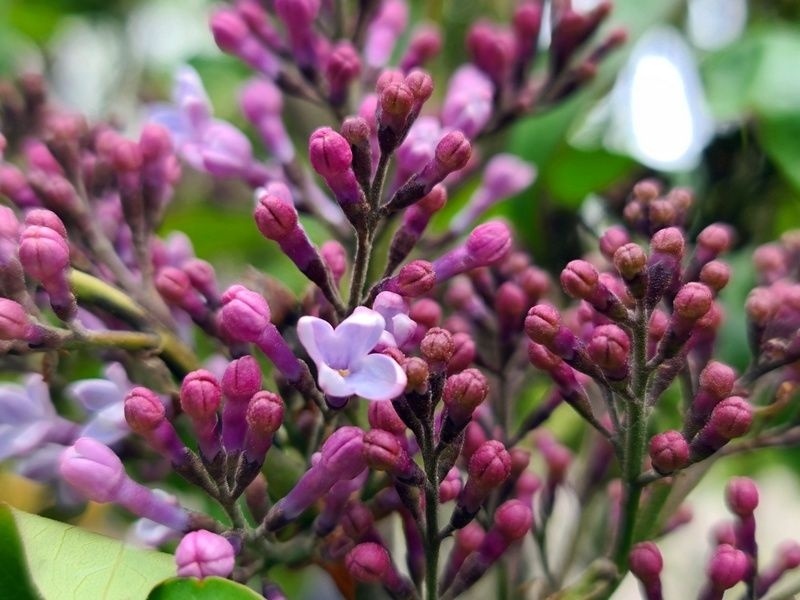 Sering 'Mrs Edward Harding', Syringa vulgaris 'Mrs Edward Harding' kopen