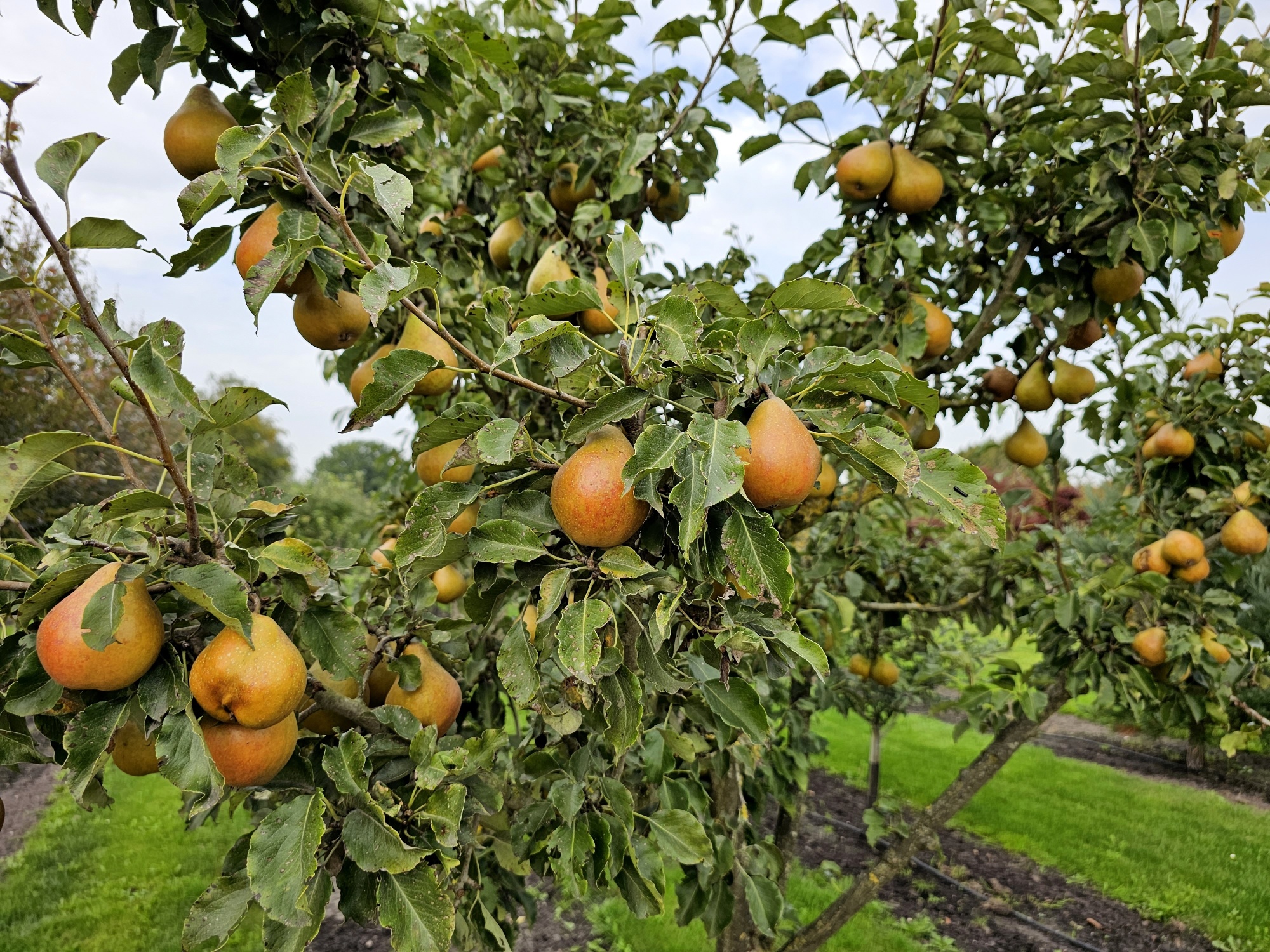 Stoofpeer 'Gieser Wildeman', Pyrus communis 'Gieser Wildeman' kopen