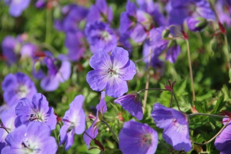 Ooievaarsbek, Rozanne, Geranium 'Rozanne' kopen