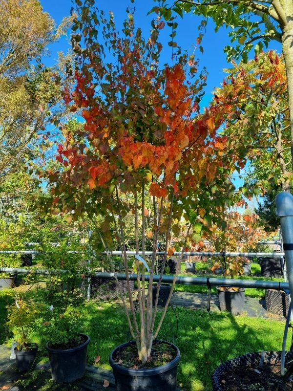 Chinese Esdoorn davidii, Acer davidii kopen
