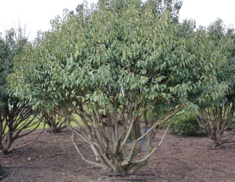 Portugese Laurierkers , Prunus lusitanica 'Angustifolia' kopen