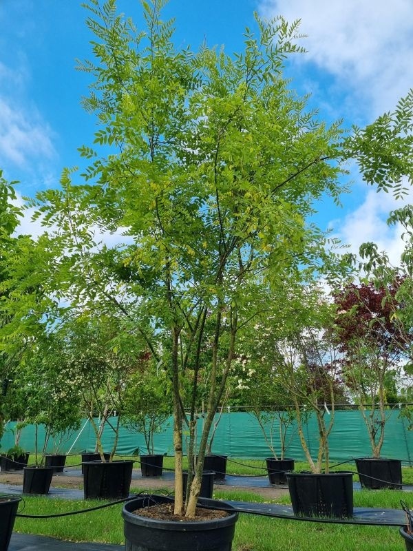 Honingboom, Sophora japonica kopen